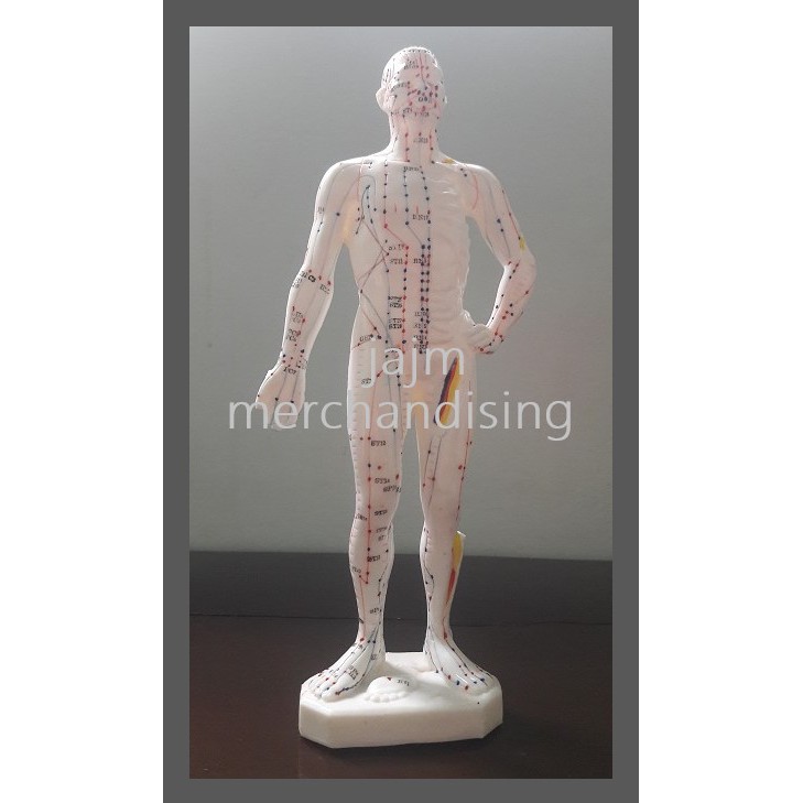Human Male Body Acupuncture Model 26cm Tall, Acu Points are shown in ...