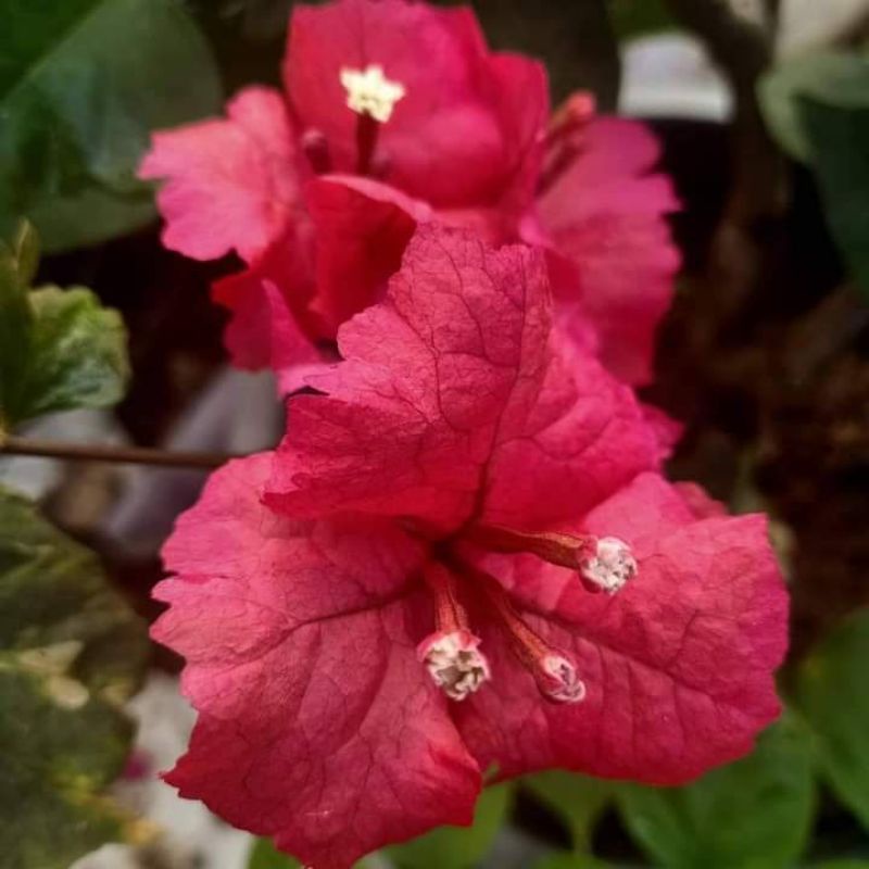 Green Leaf Bougainvillea Stem Cuttings (1 stem, no roots) | Shopee ...