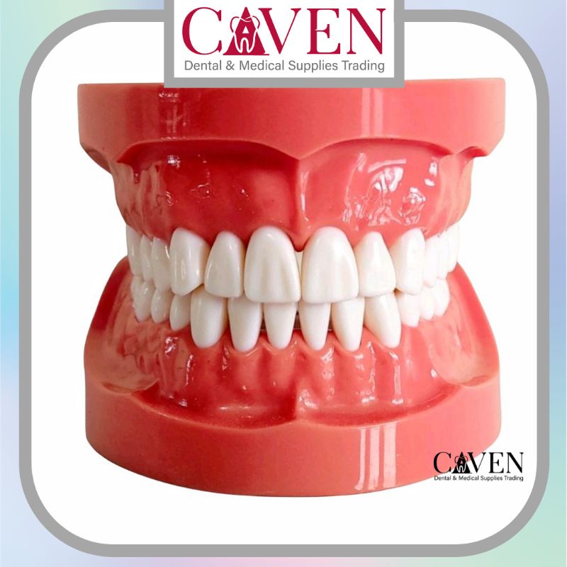 Nissin Typodont Model Universal Fit Typodont Nissin Compatible | Shopee ...