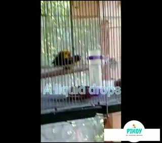 PIKOY FERTI BIRD Liquid Fertility Vitamin Drops with Enriched Vit E for ...