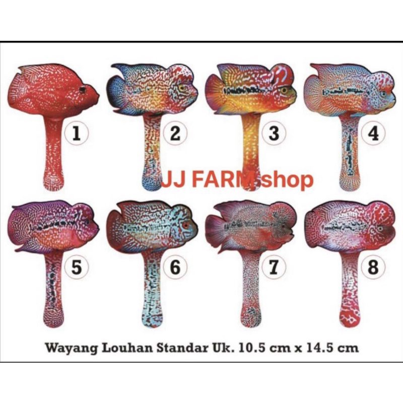 Wayang Fish LOUHAN FULL ACRYLIC UNTULAN LOUHAN | Shopee Philippines