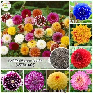 Shop halaman for Sale on Shopee Philippines