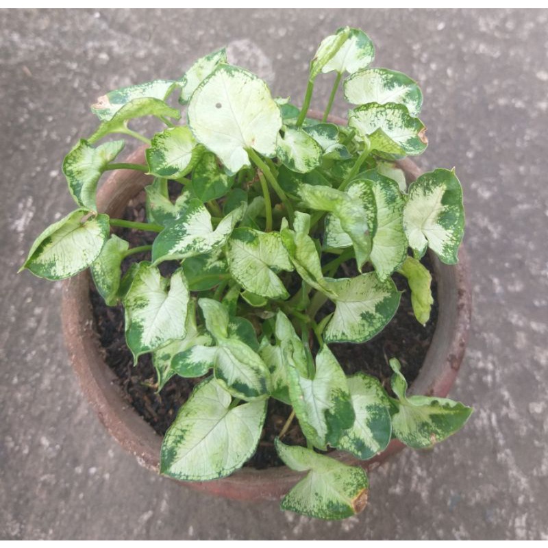 DWARF SYNGONIUM (mini pixie) | Shopee Philippines