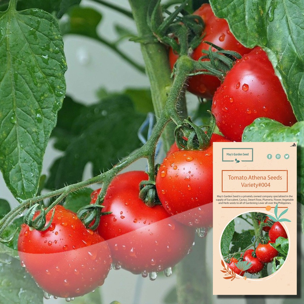 Tomato Athena Kamatis Seeds, Tomato Seeds, Vegetable Seeds#004 | Shopee ...