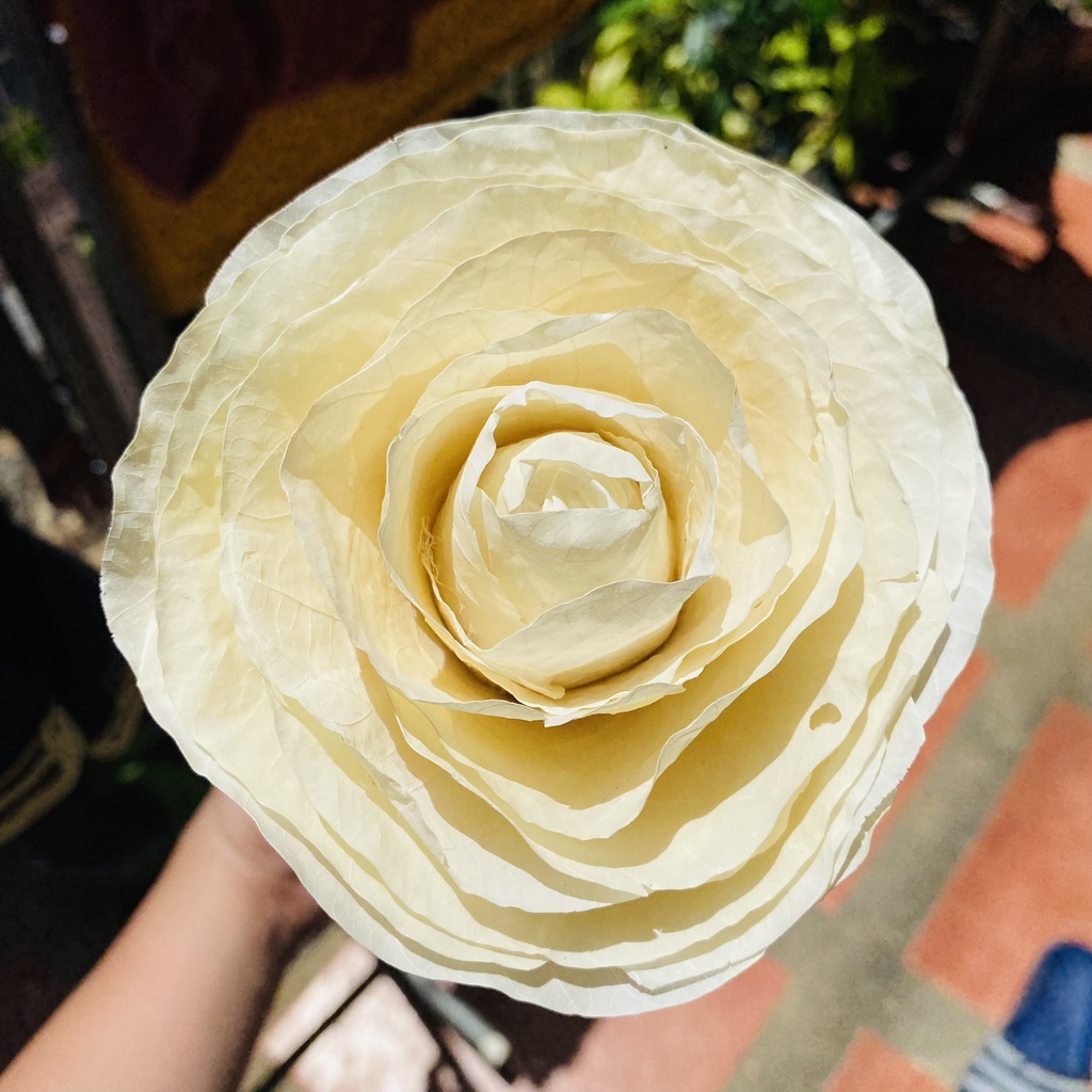 DRIED FOSSILIZED ROSE (1 stem) BIG SIZE Preserved Real Flower ...