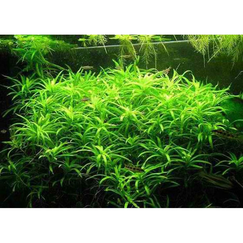water star grass (5stems) | Shopee Philippines