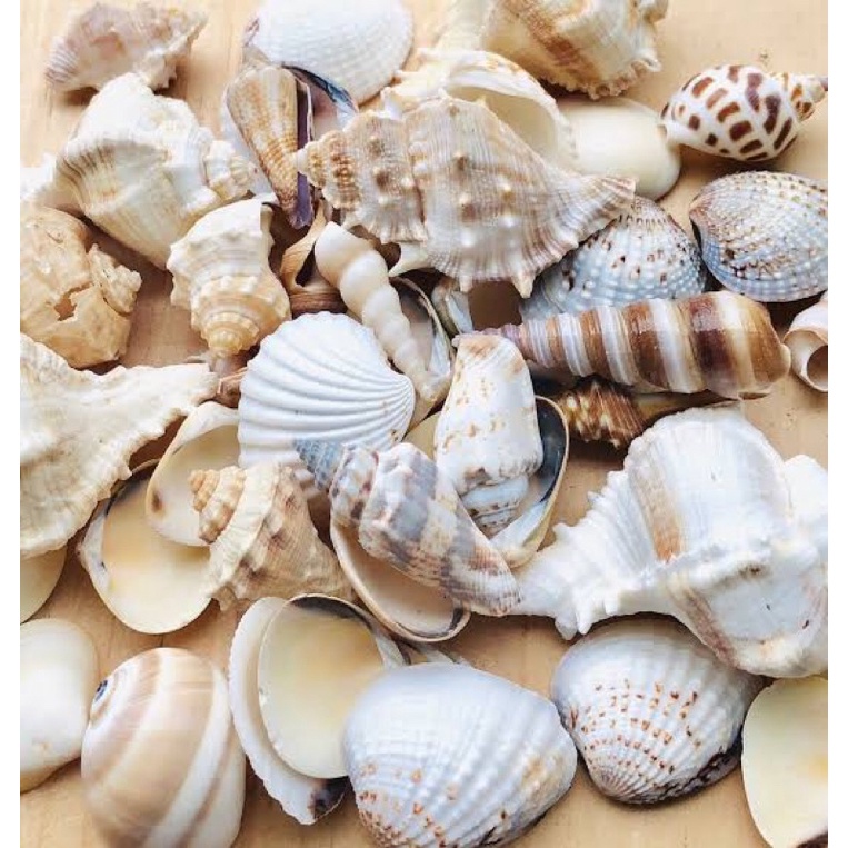 NATURAL SEASHELLS 100g COD Medium Sea Shells for Decorating Mixed Beach ...