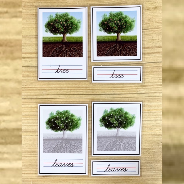 Montessori Three Part Cards - "Parts of a Tree" Cursive/Print | Shopee ...