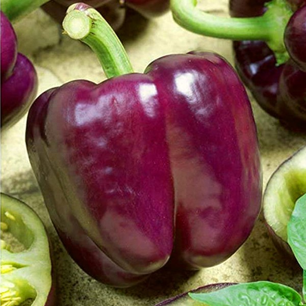 Purple Star BellPepper Seeds - Sweet Pepper Seeds - Purple Bell Pepper ...