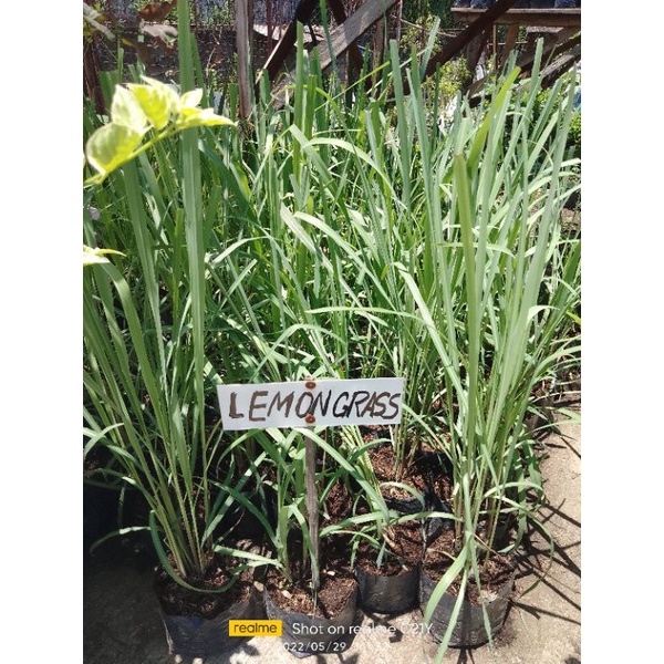 LEMON GRASS TANGLAD | Shopee Philippines