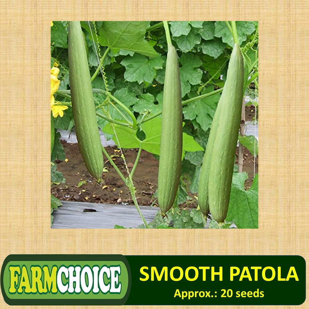 SMOOTH PATOLA SEEDS ( 20pcs ) - Luffa Smooth Variety | Shopee Philippines