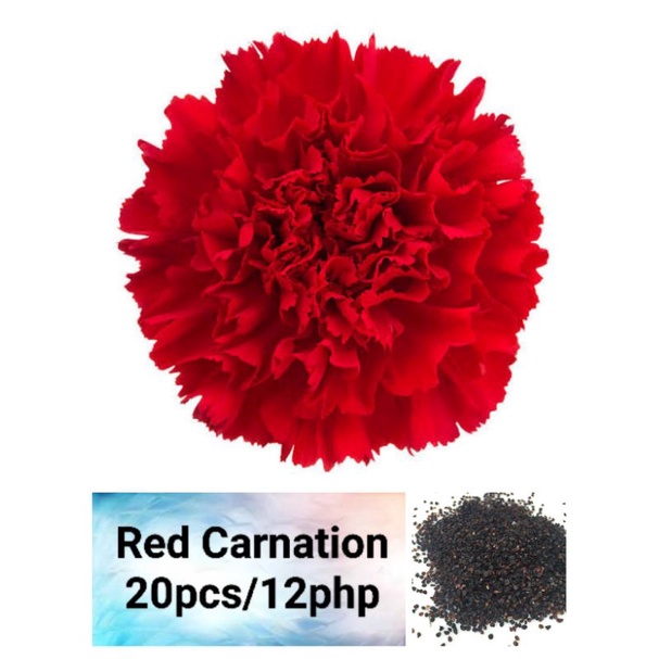 Carnation Red Seeds (20pcs) | Shopee Philippines