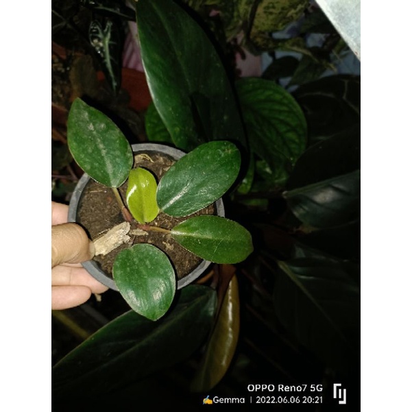 Philodendron red congo dwarf | Shopee Philippines
