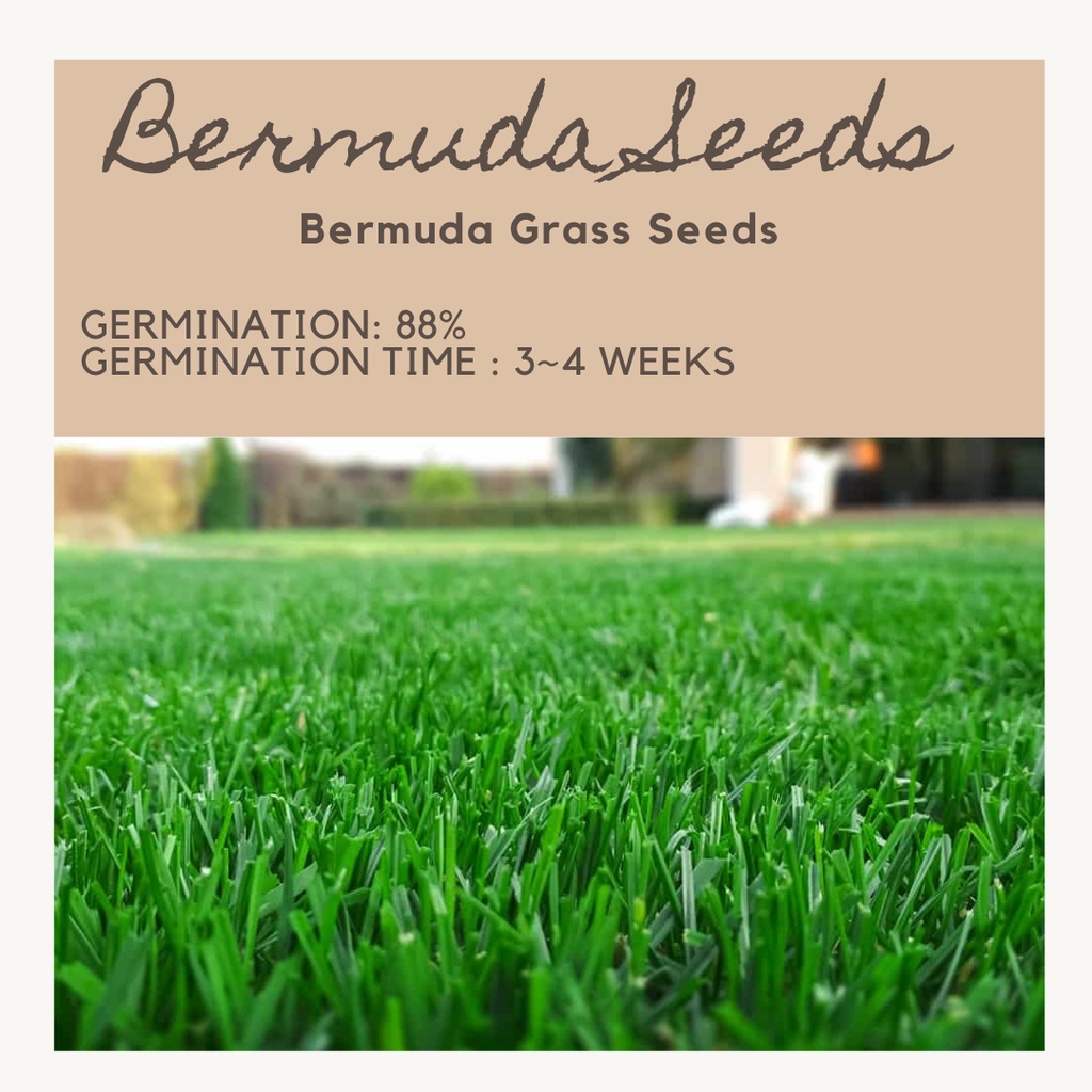 Lawn Grass / Bermuda Grass Seeds / Approx 1500+ Seeds per pack/ High ...
