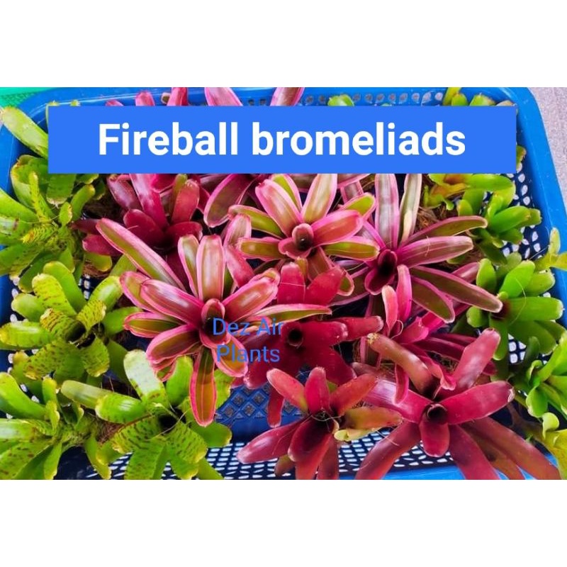 FIREBALL Mini-Bromeliads - indoor/outdoor landscape plants | Shopee ...