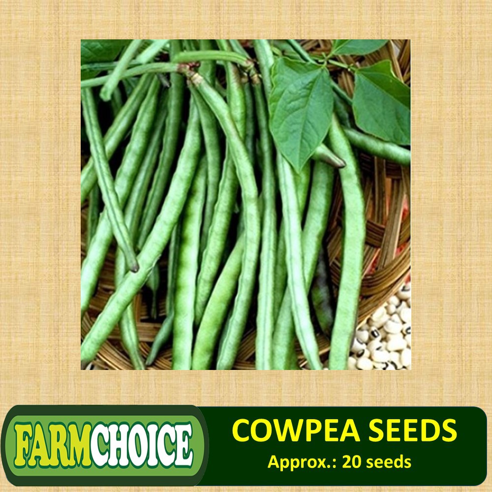COWPEA VEGETABLE SEEDS (20 seeds) | Shopee Philippines