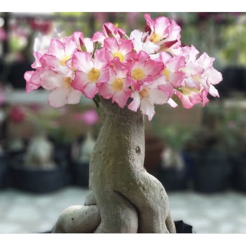 Live Plants Adenium Multi Stem Flower Huge Caudex | Shopee Philippines