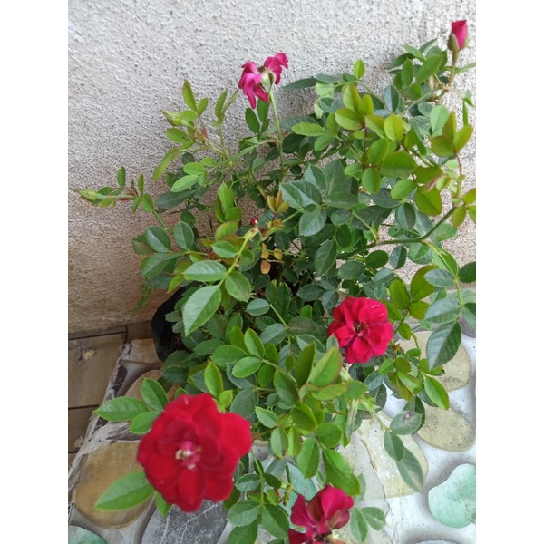 Available live Smal Rose Red Flower outdoor garden | Shopee Philippines