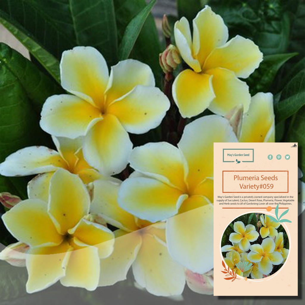 Curved Flower Yellow With White Color Kalachuchi Seeds, Plumeria Seeds ...
