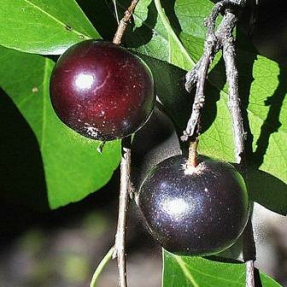 Flacourtia Indica * Governor's Plum * Ramontchi * Tropical Fruit * Rare ...