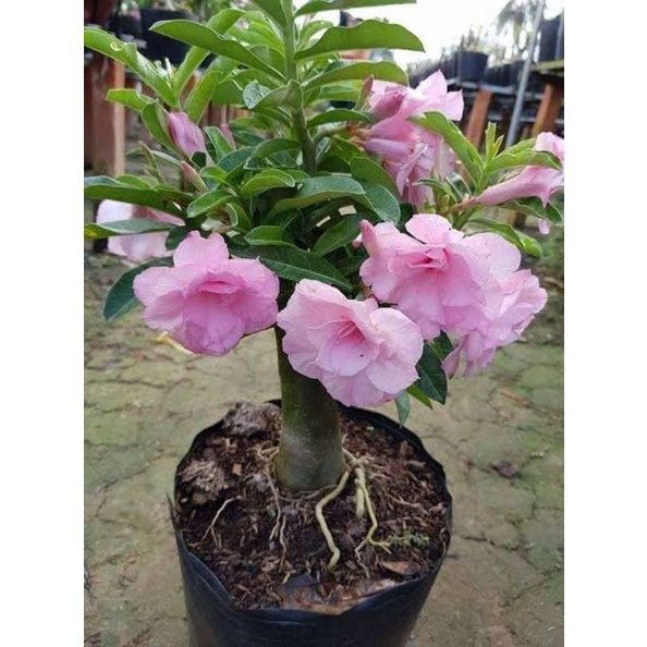 4 Pieces Large Adenium | Shopee Philippines