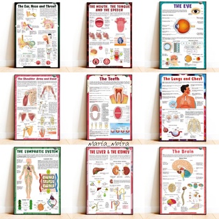 Laminated Human Body/Parts Chart | A4 Size Laminated Educational Wall ...