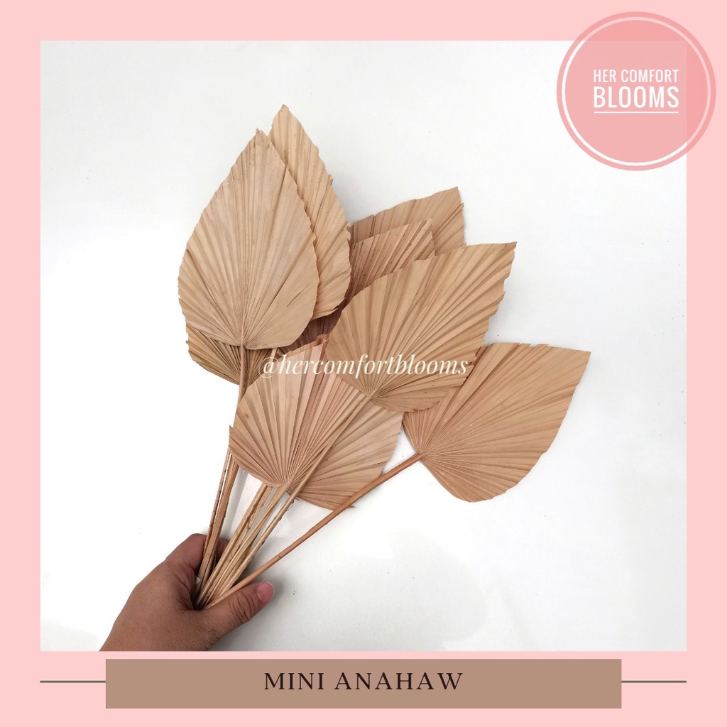 Dried Anahaw (Mini Palm Spear ) | Local Dried Anahaw Leaf MINI Rustic ...