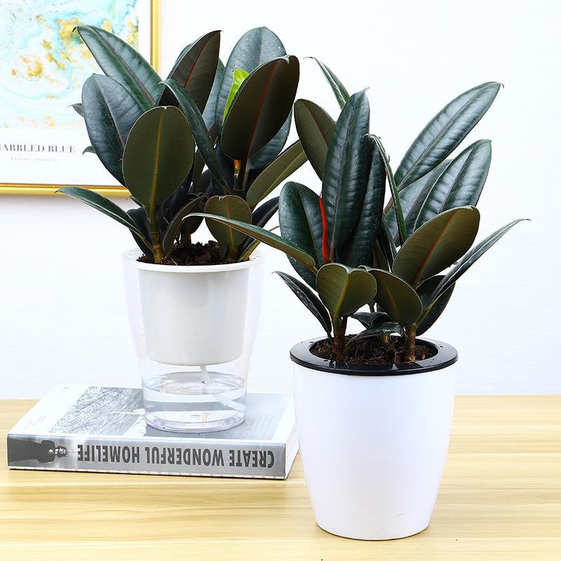 Rubber Tree Black King Kong Bonsai Greenery Flower Desk Radiation-Proof ...