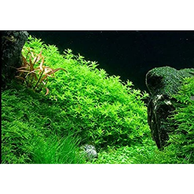pearlweed aquatic plant (lowtech) | Shopee Philippines