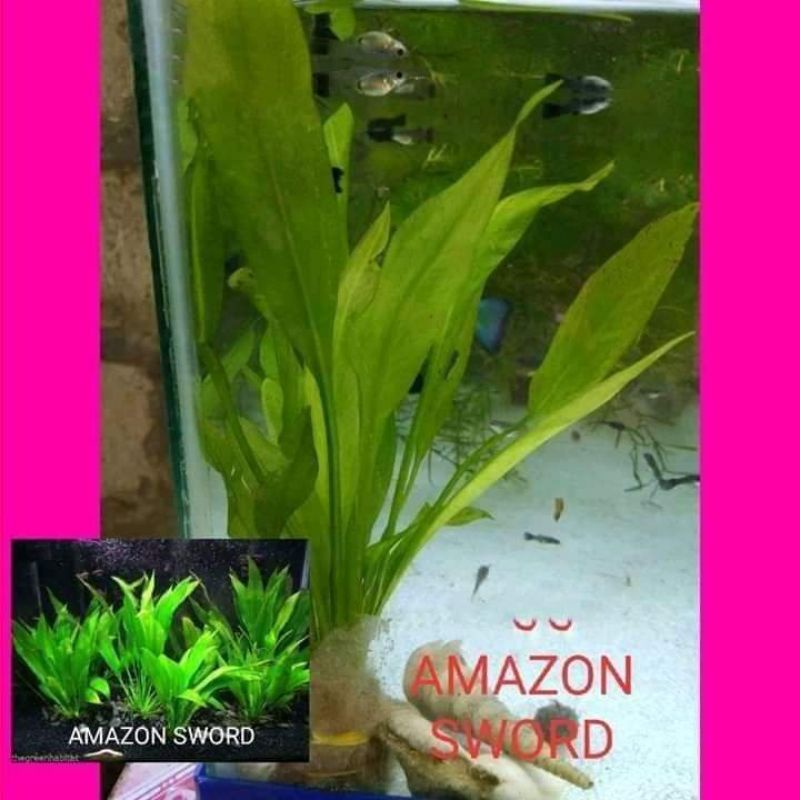 amazon sword aquatic plants | Shopee Philippines