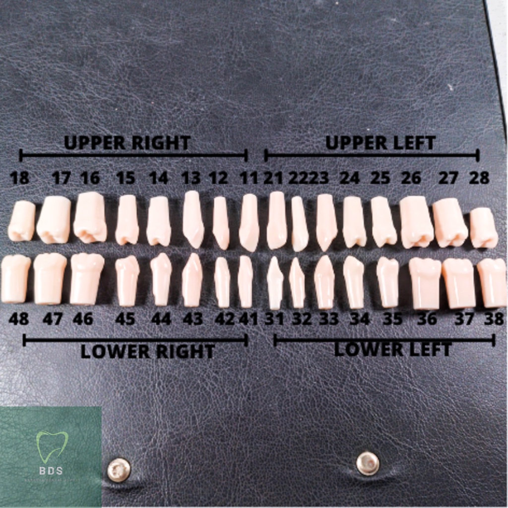 Typodont Tooth / Teeth Refill (Per Piece) | Shopee Philippines