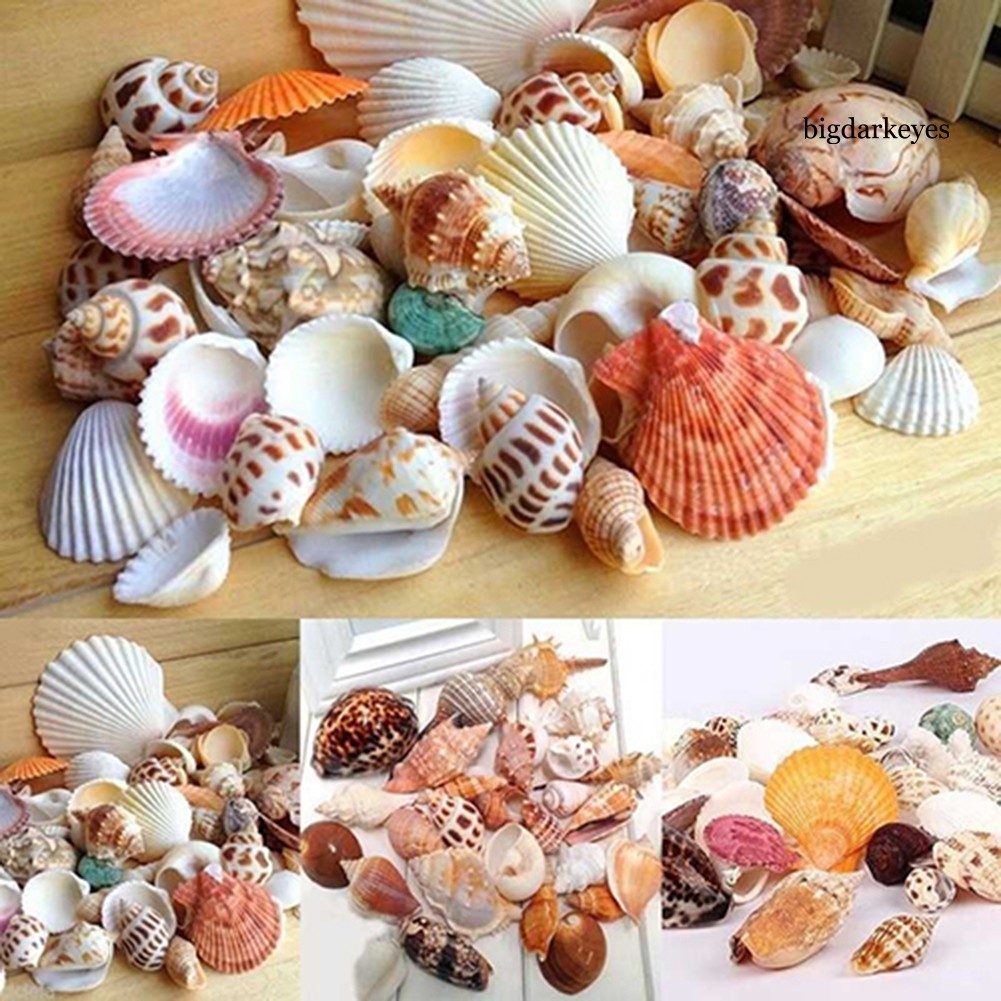COD!BIG-100g Mixed Mix Sea Shells Shell Craft Seashells Home Aquarium ...