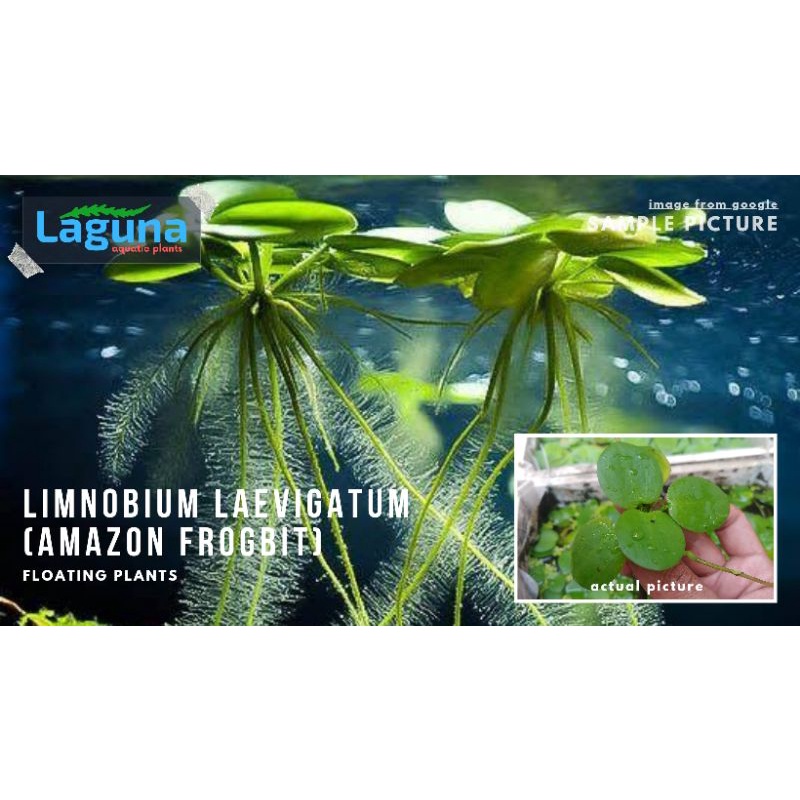 Amazon Frogbit / Limnobium Laevigatum big(6pcs+) | Shopee Philippines