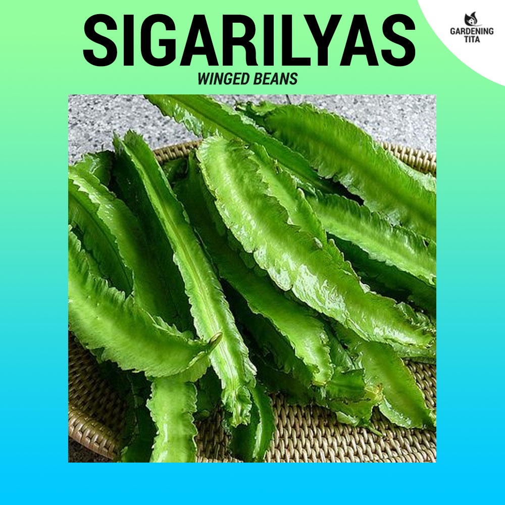 Sigarilyas / Cigarillas / Winged Beans Seeds (High Germination) ~10 ...