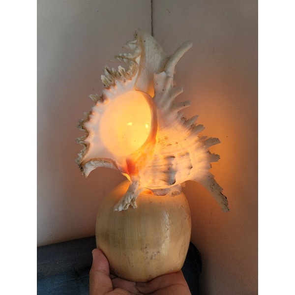 Sea Shells - Lampshade | Shopee Philippines