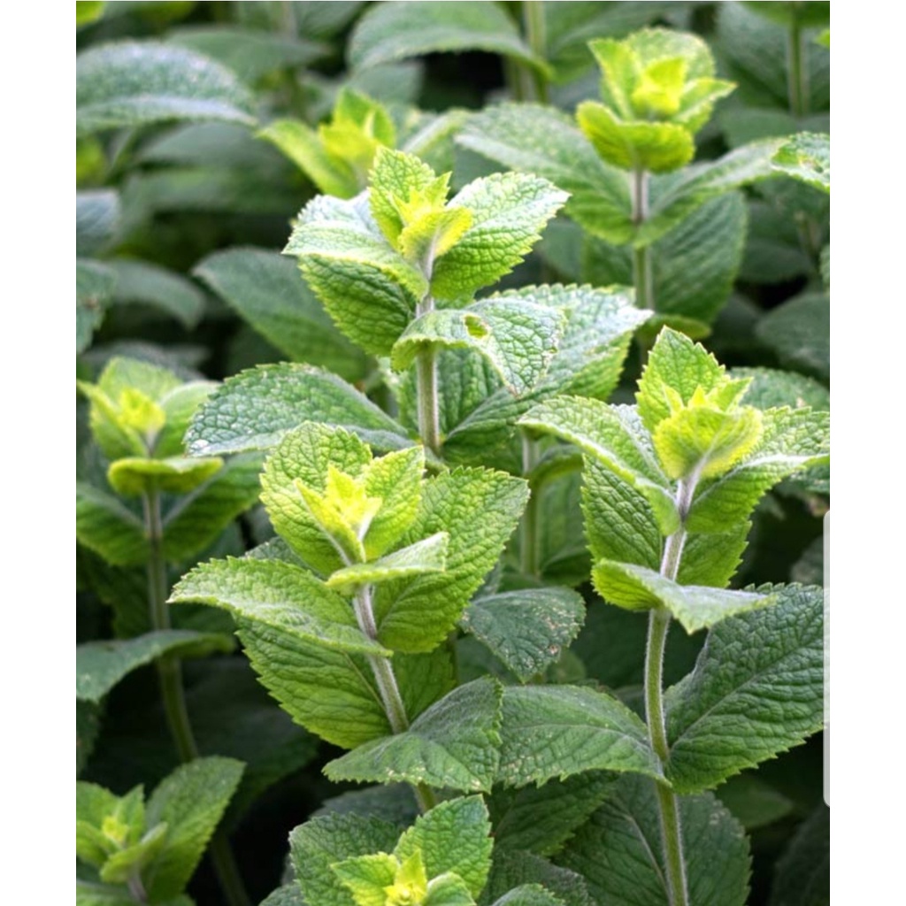 Stress Relief Eucalyptus Spearmint BBW type Fragrance Oil * Peppermint ... Stress Relief Eucalyptus Spearmint BBW type Fragrance Oil * Peppermint ...