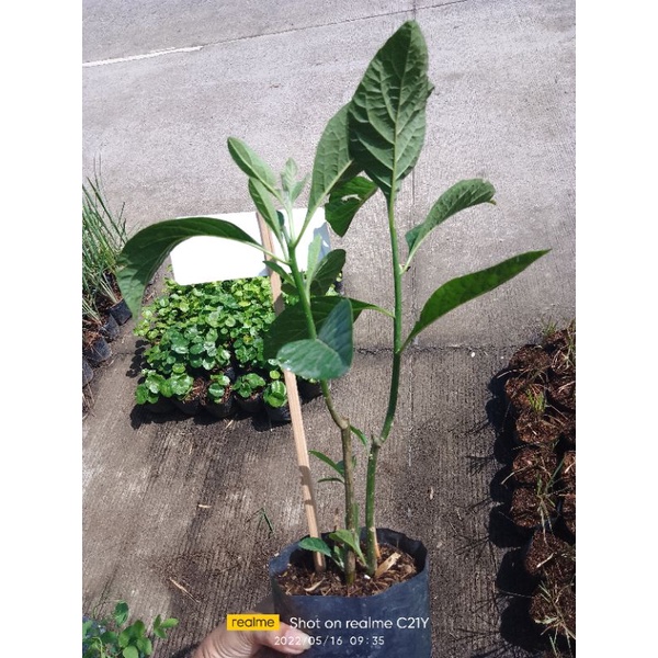 THAI GREEN TEA plant (taste like lipton/C2 green tea when mix with ...
