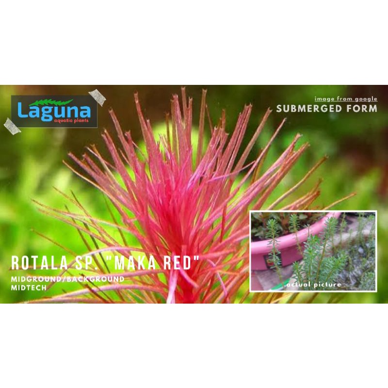 Rotala Maka red aquatic plants (10pcs+) | Shopee Philippines