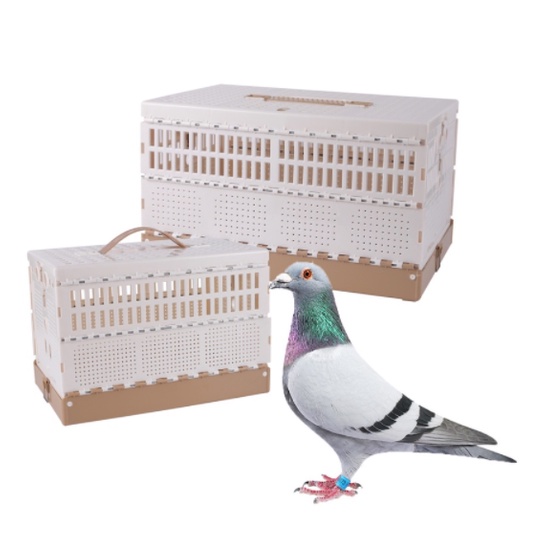 Taiwan Pigeon Foldable Training Box Tbox Cage Plastic (Large) | Shopee ...