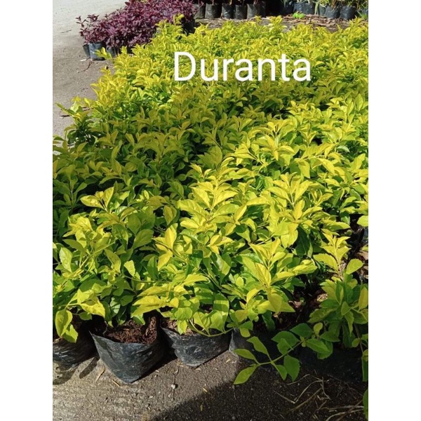 Duranta BUY 10 GET 1 FREE for landscape or fence | Shopee Philippines