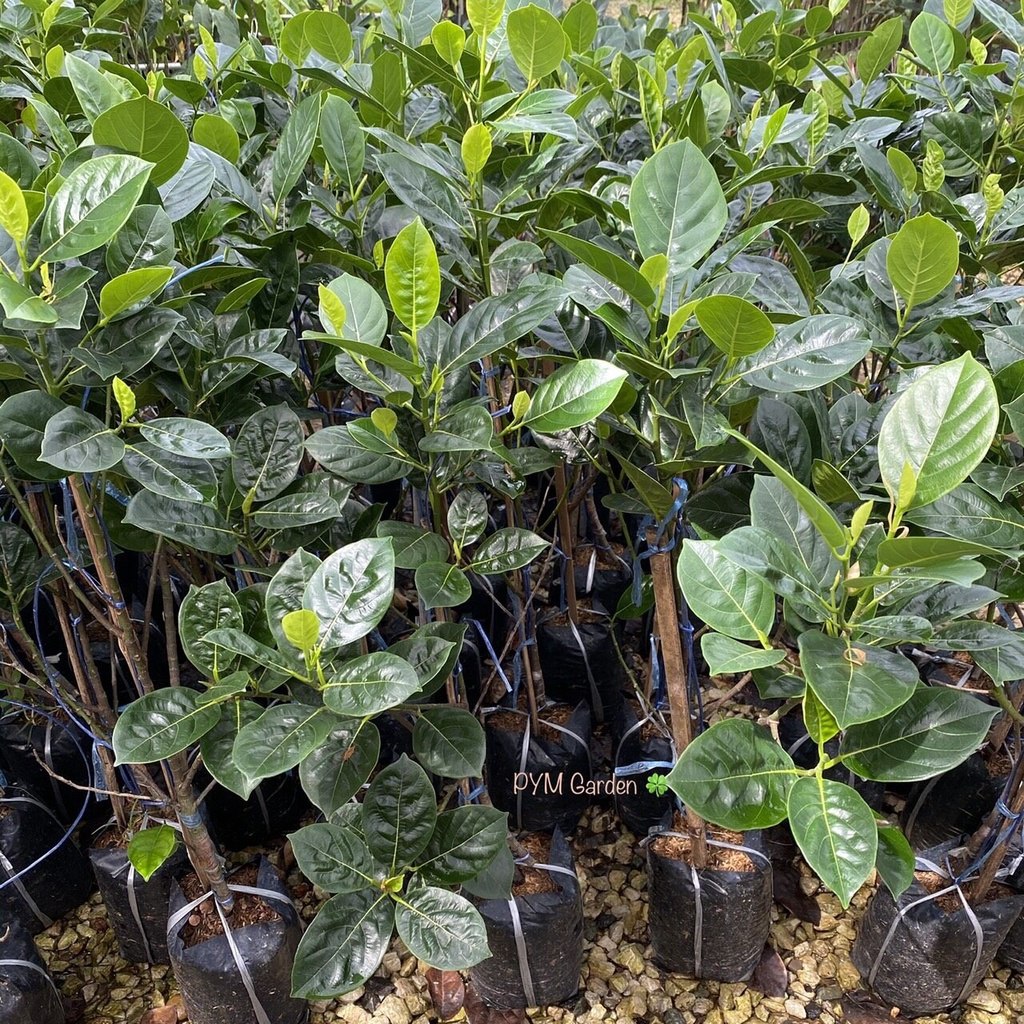 Jackfruit Seedless Varieties Diamond Honey (Grafted) Height 60-80 ...