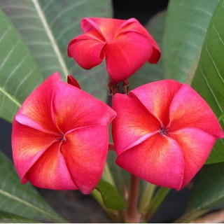 Rare Ball Shape Red Kalachuchi Plumeria Cuts | Shopee Philippines