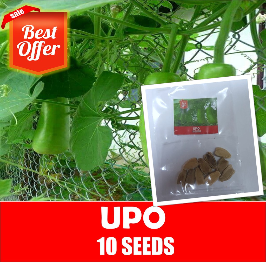 Upo Seeds - Vegetable Seeds | Shopee Philippines