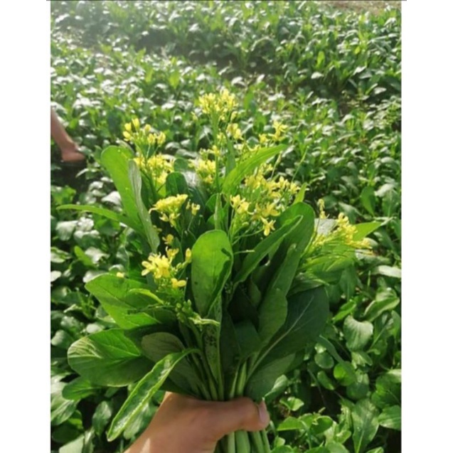 Flowering Pechay seeds For planting (100 Seeds) | Shopee Philippines