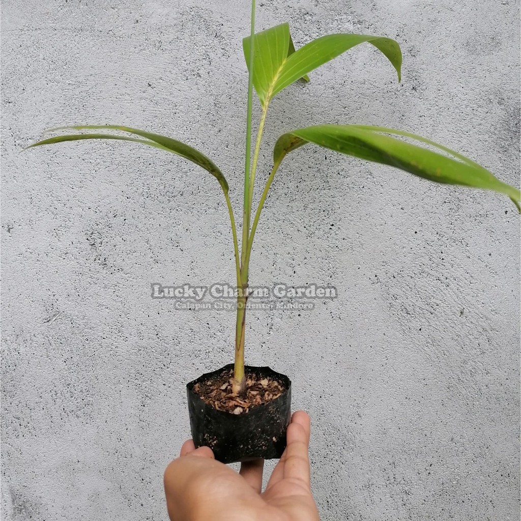 Mini Royal Palm/ Manila Palm/ Christmas Palm Seedlings (shipped with ...