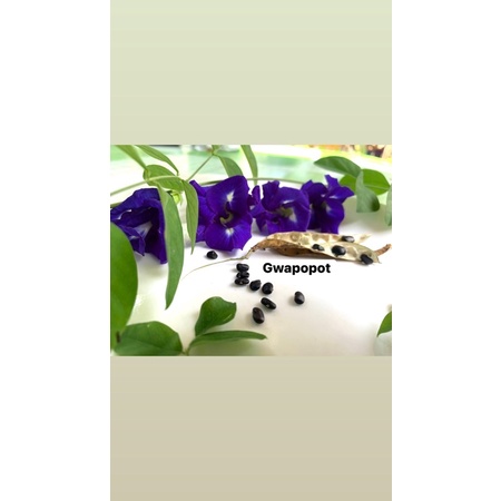 Butterfly Pea (Blue Ternate) Double petal variety 10pcs seeds | Shopee ...