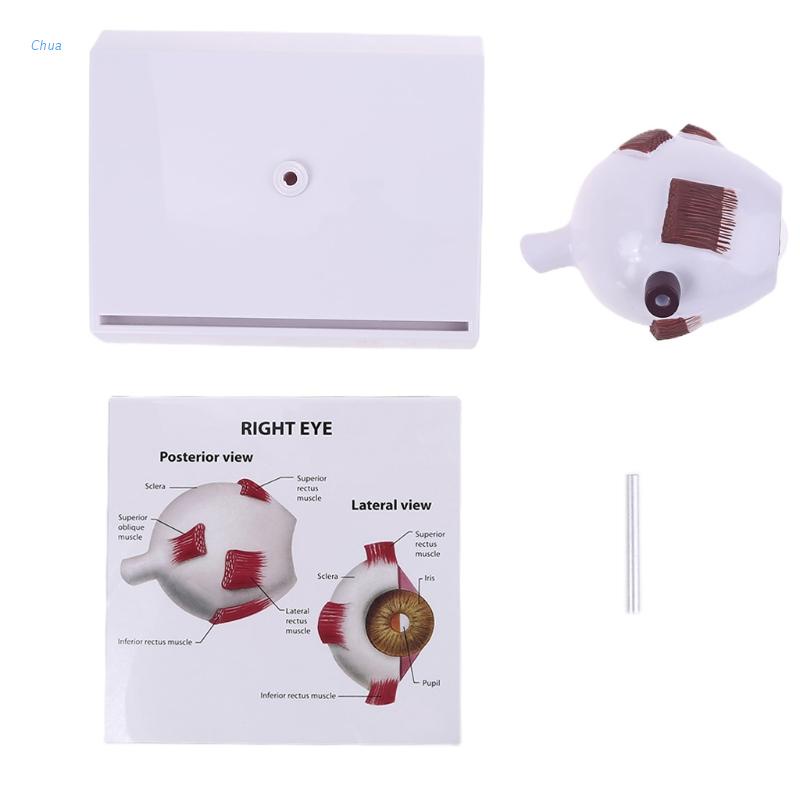 Chua Human Right Eye Eyeball Model Cross Section Anatomical Glaucoma ...