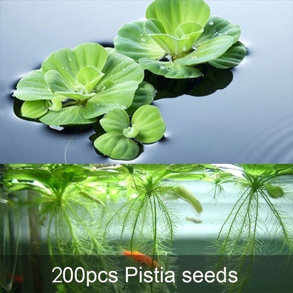200Pcs Aquarium plant Pistia seeds | Shopee Philippines