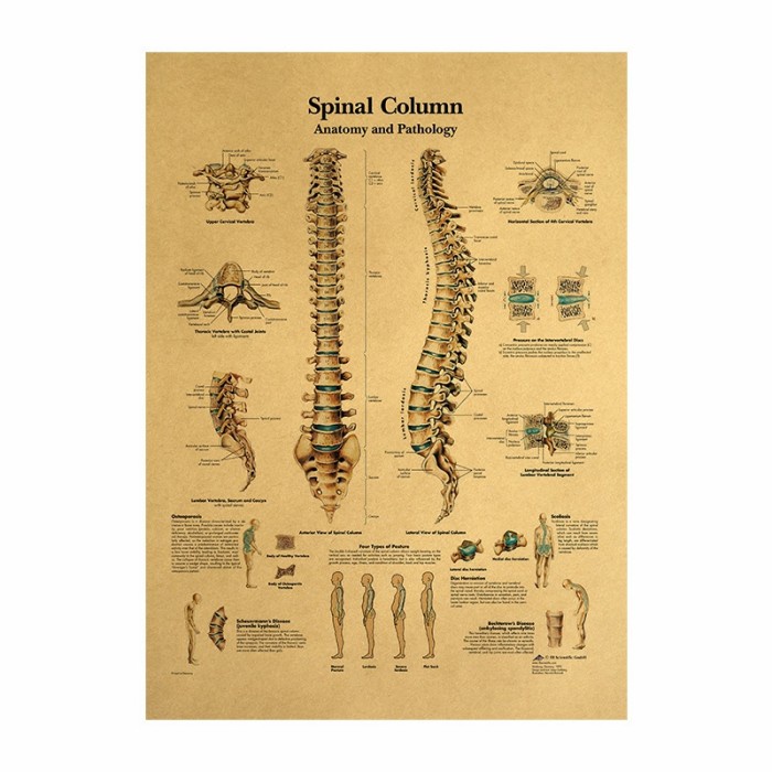 Wall Poster / Education Biology Spine Anatomy | Shopee Philippines
