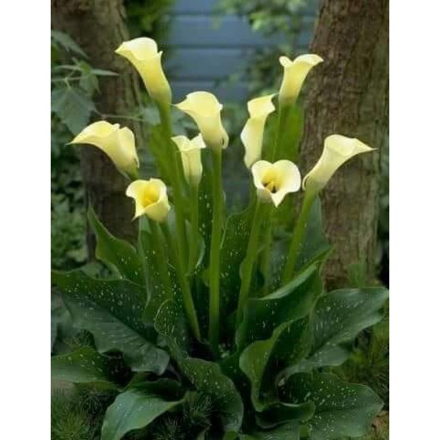 Cally lily flower seeds 10pcs | Shopee Philippines